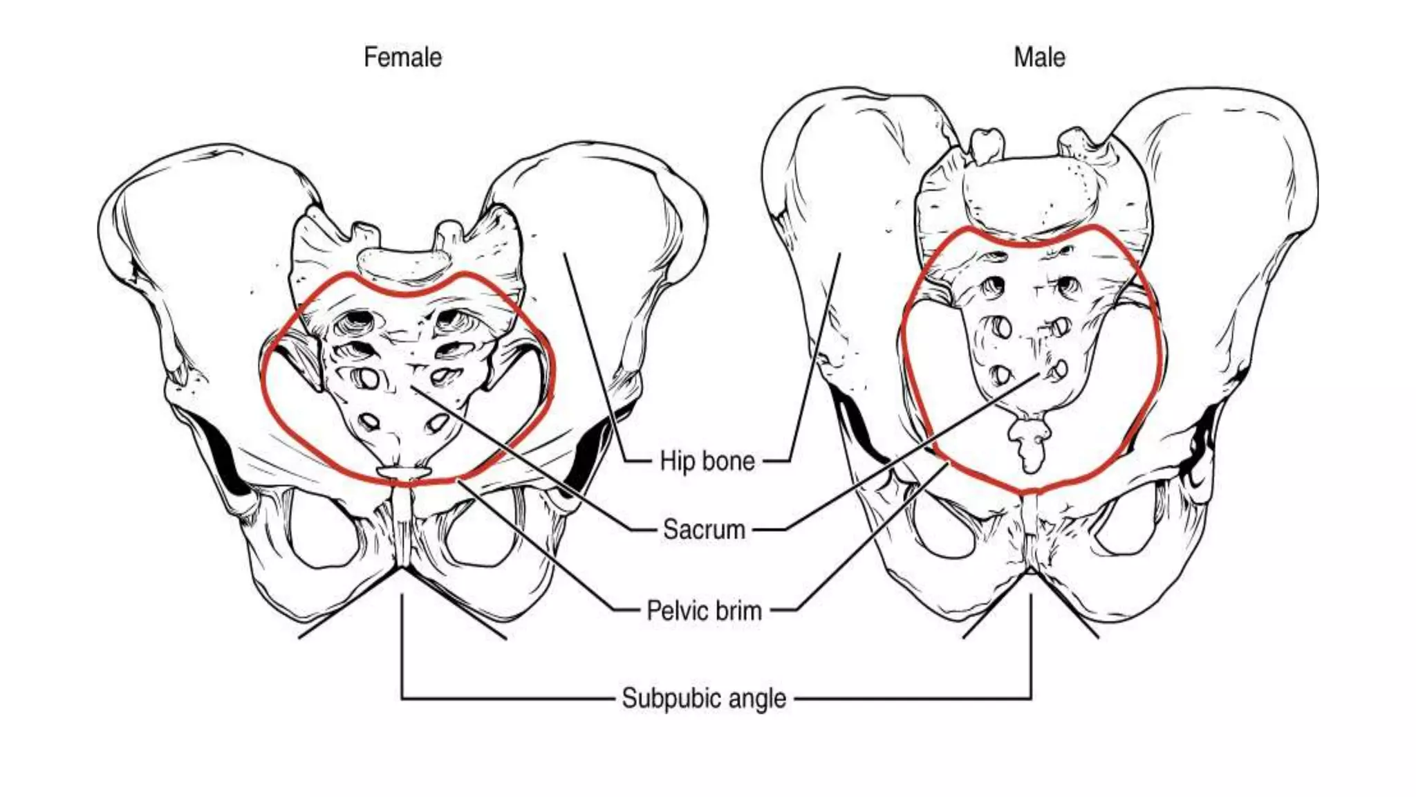 Fetal skull and maternal pelvis | PPTX