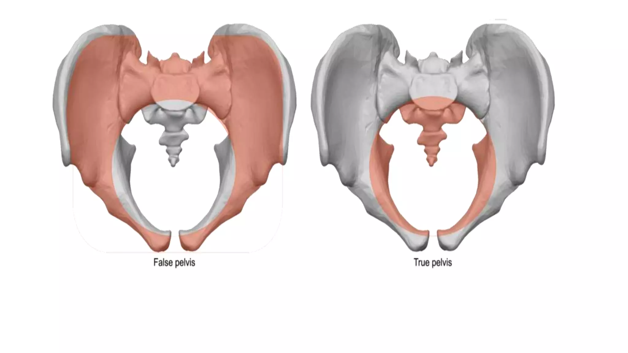 Fetal skull and maternal pelvis | PPTX