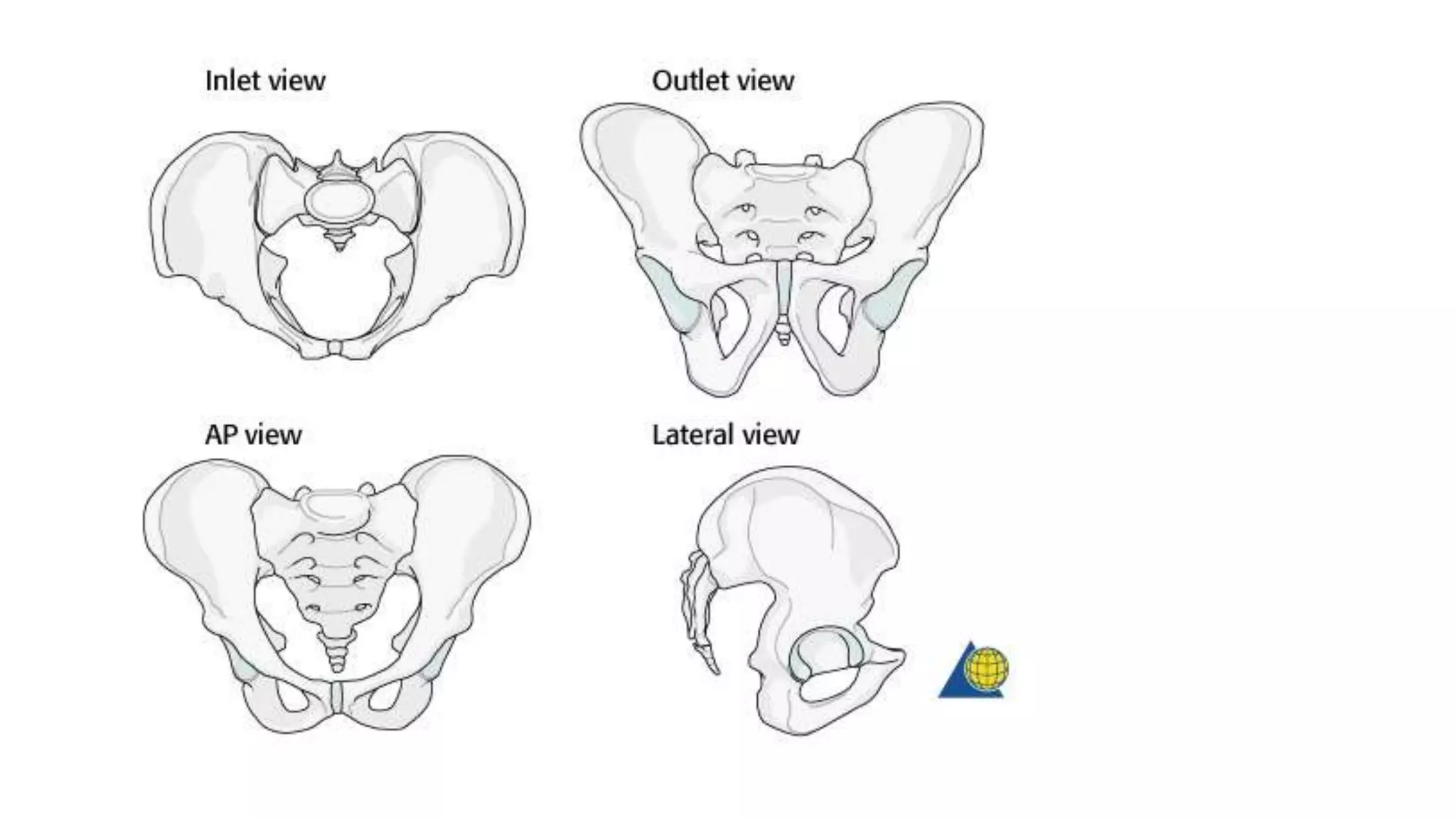 Fetal skull and maternal pelvis | PPTX