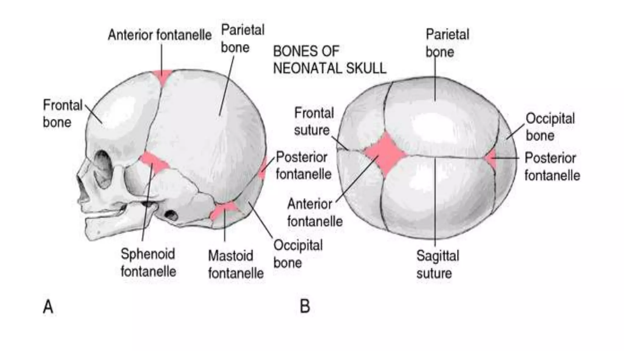 Fetal skull and maternal pelvis | PPTX
