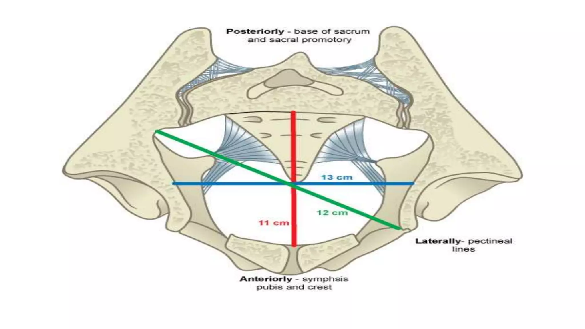 Fetal skull and maternal pelvis | PPTX