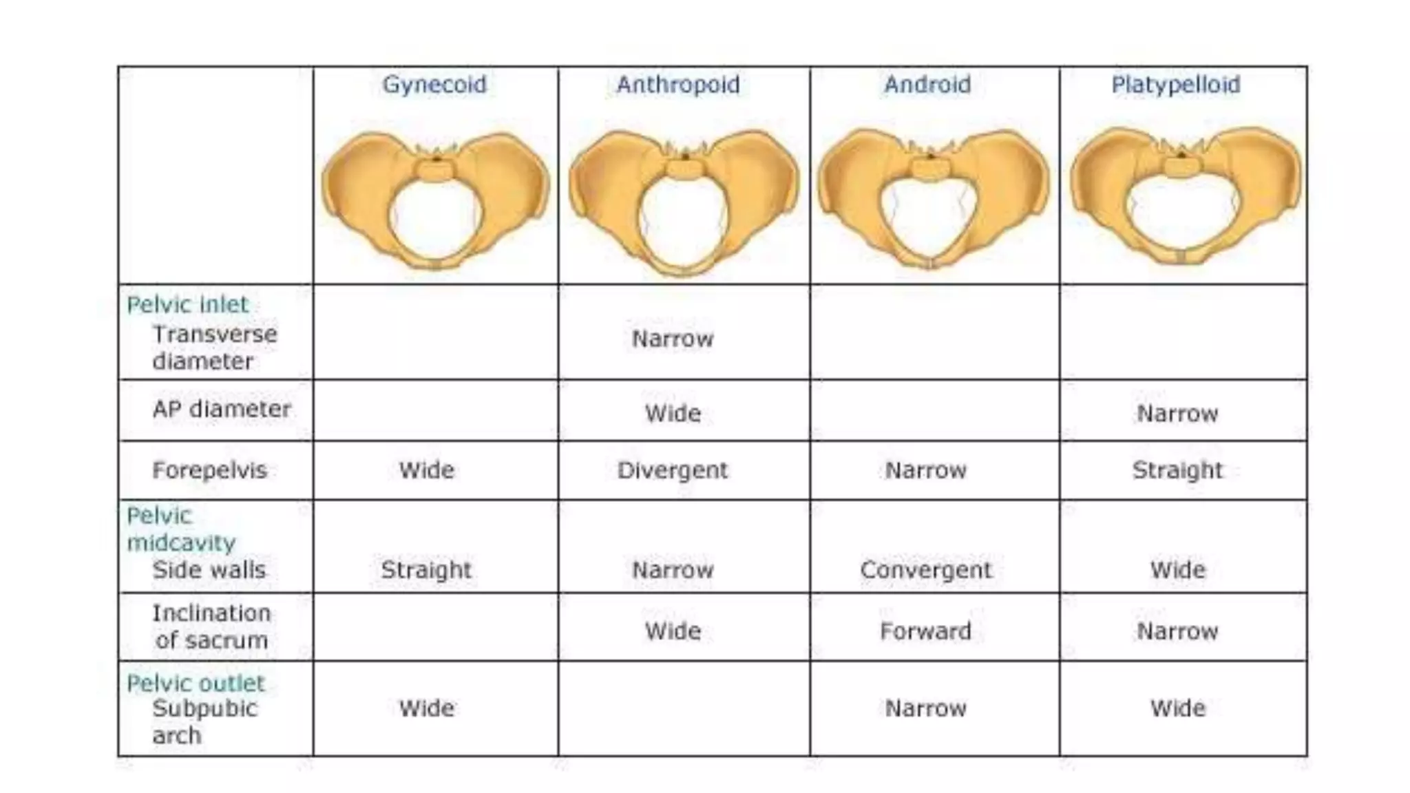 Fetal skull and maternal pelvis | PPTX