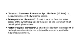 Fetal skull and maternal pelvis | PPTX