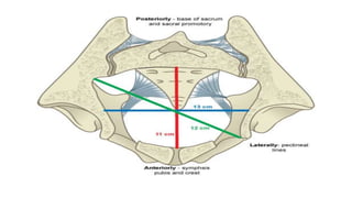 Fetal skull and maternal pelvis | PPTX