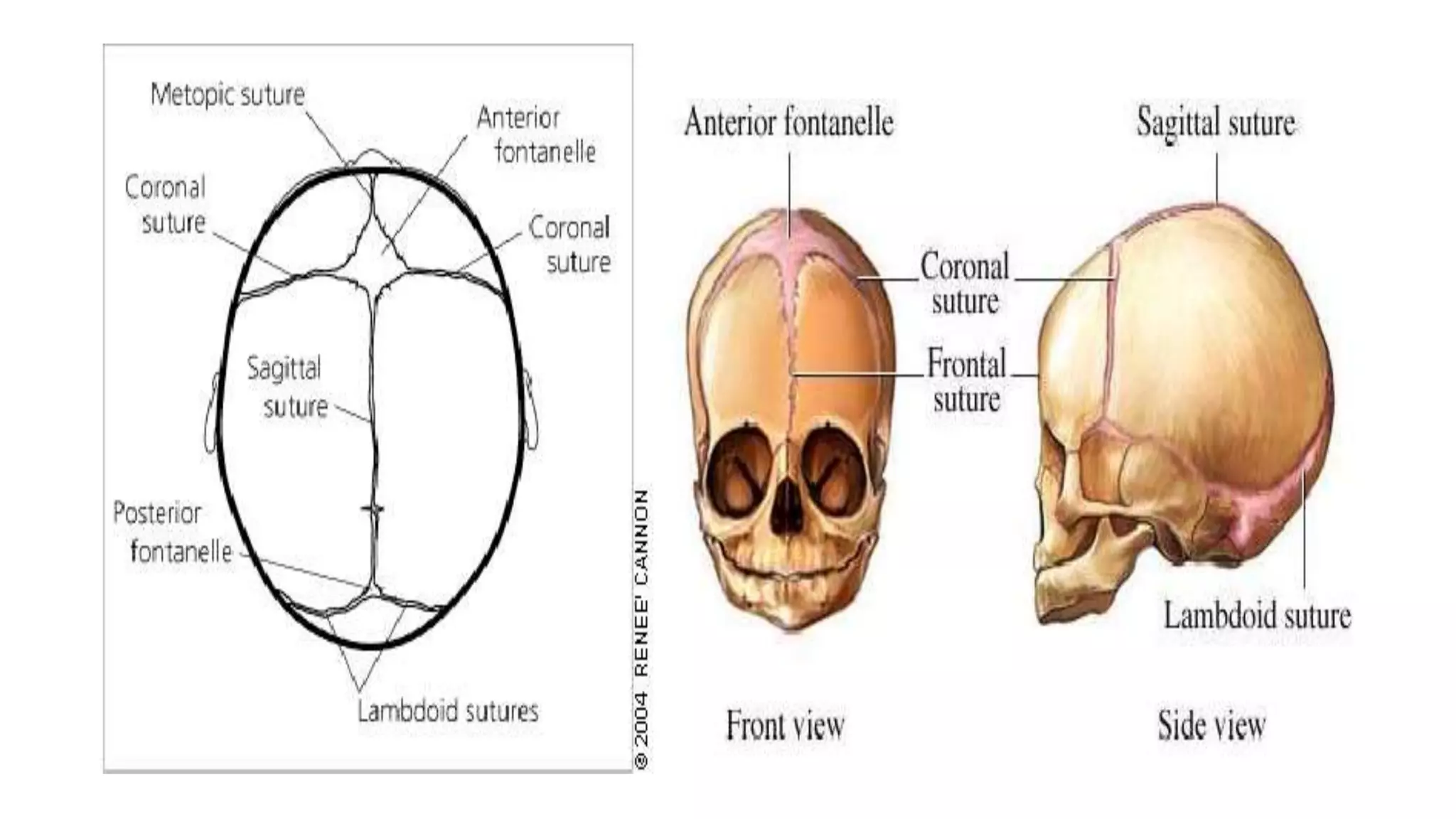 fetalskullandmaternalpelvis-by teju.pptx