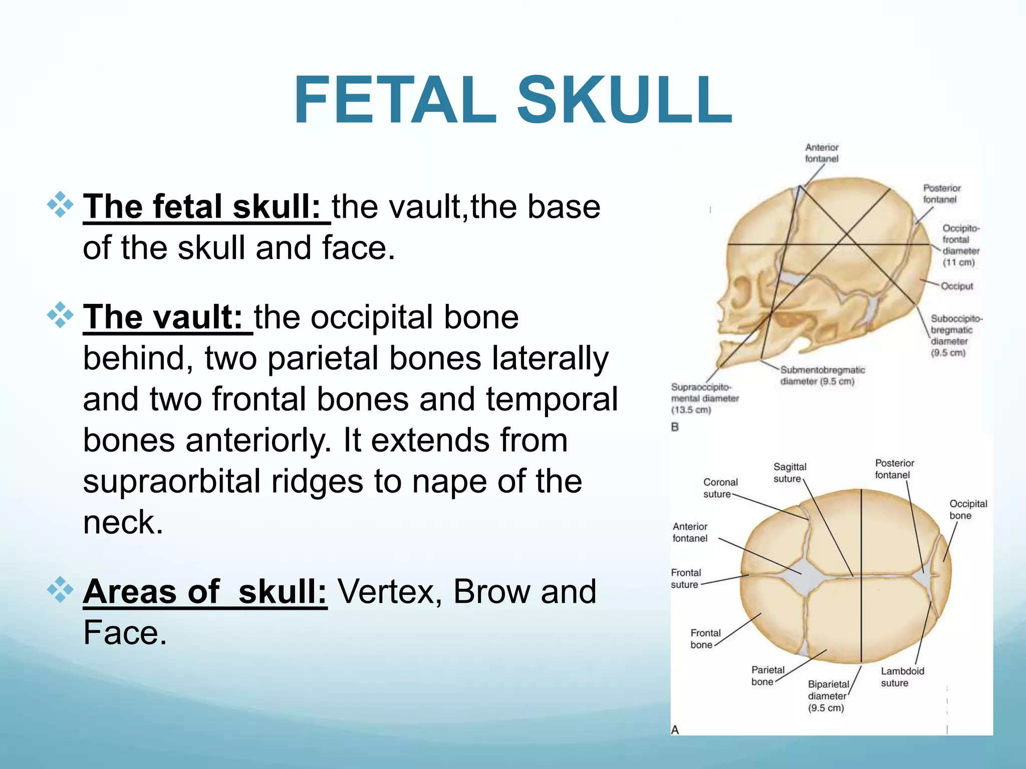 FETAL SKULL AND MATERNAL PELVIS (Dr. Utpala Mazumder).pptx