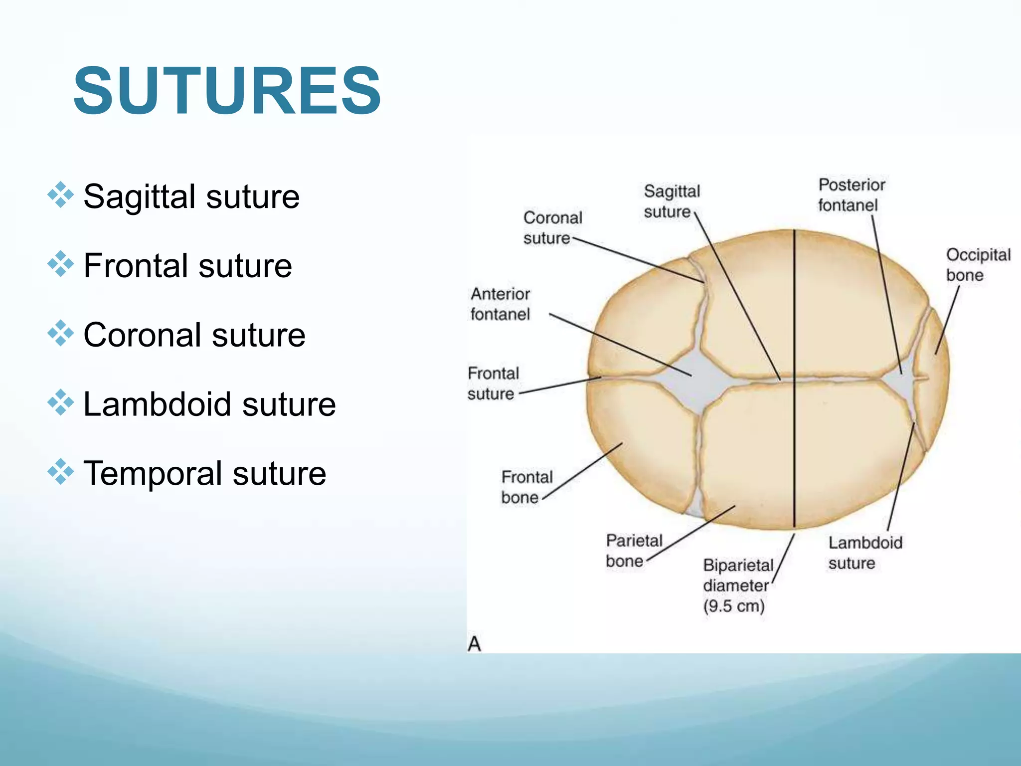 FETAL SKULL AND MATERNAL PELVIS (Dr. Utpala Mazumder).pptx