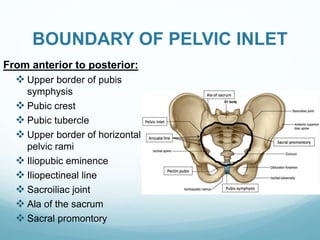 FETAL SKULL AND MATERNAL PELVIS (Dr. Utpala Mazumder).pptx