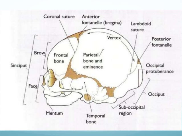 FETAL SKULL AND MATERNAL PELVIS (Dr. Utpala Mazumder).pptx