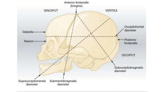 FETAL SKULL BY FELI.pdf