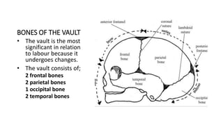 FETAL SKULL BY FELI.pdf
