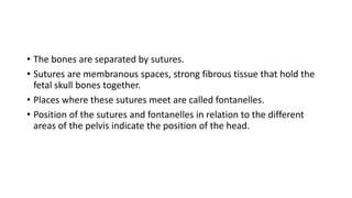 FETAL SKULL BY FELI.pdf