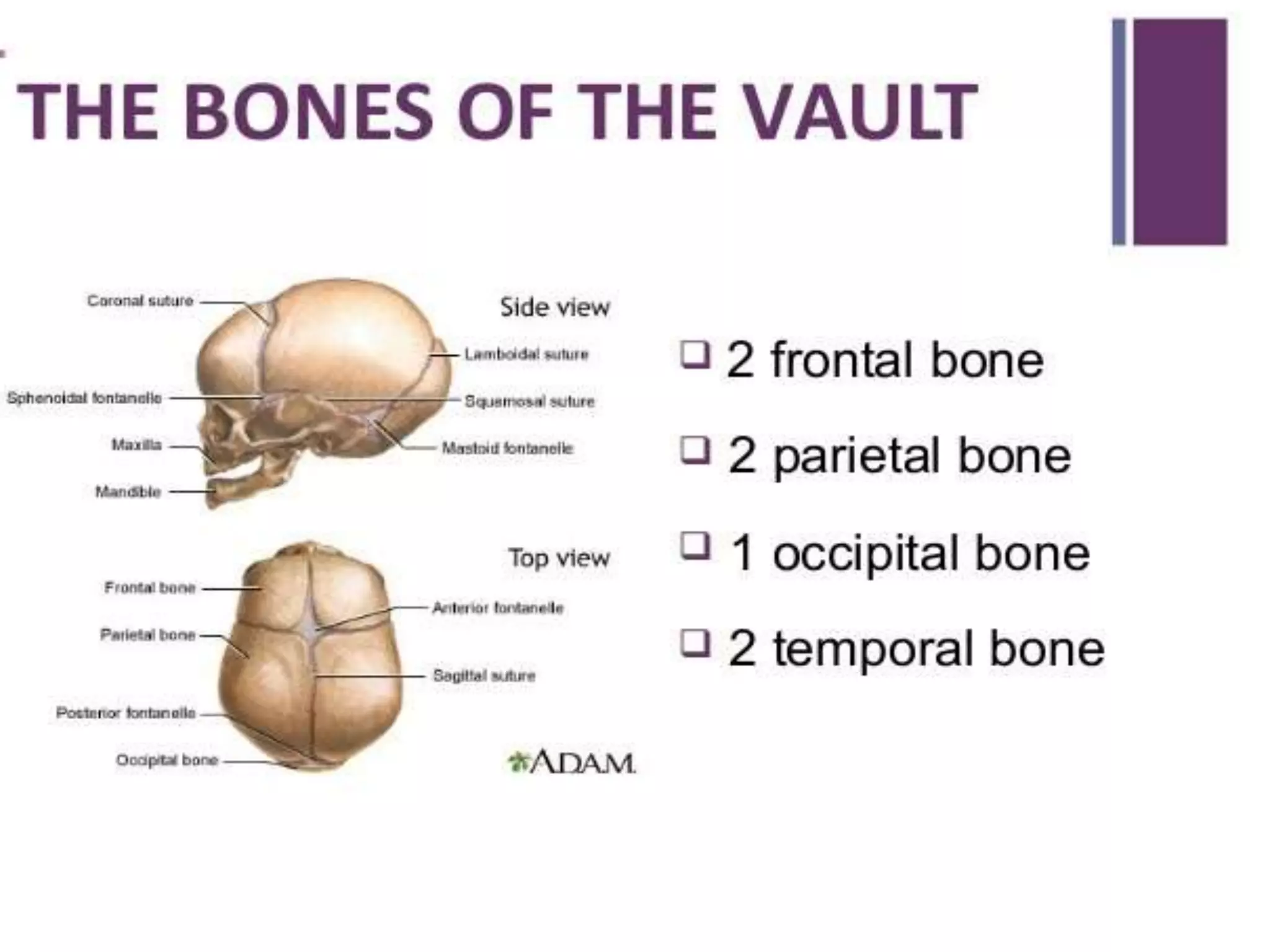 Fetal skull diagram | PPTX