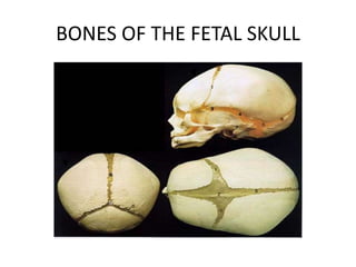 FETAL_SKULL .Its Anatomy and physiology. | PPTX