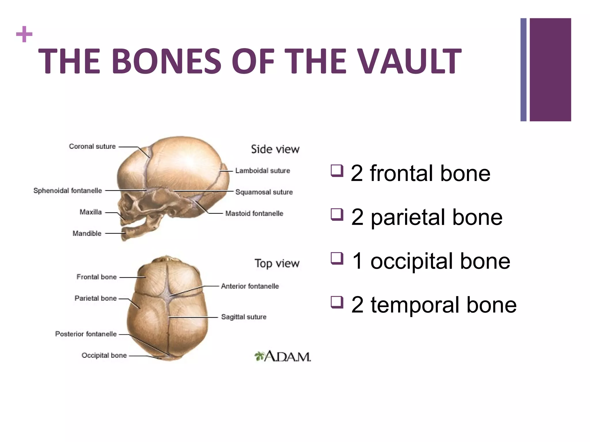 Fetal skull | PPT