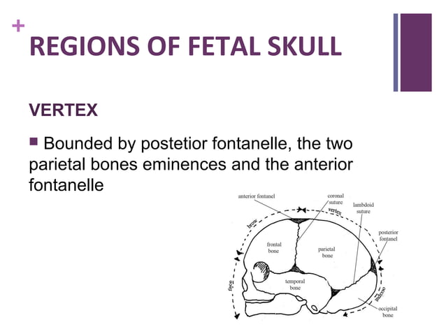 Fetal skull | PPT