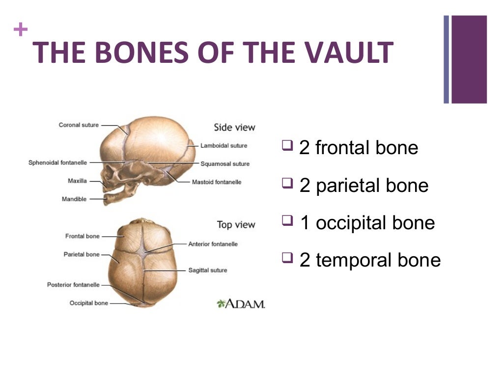 Fetal Skull Fetal Skull