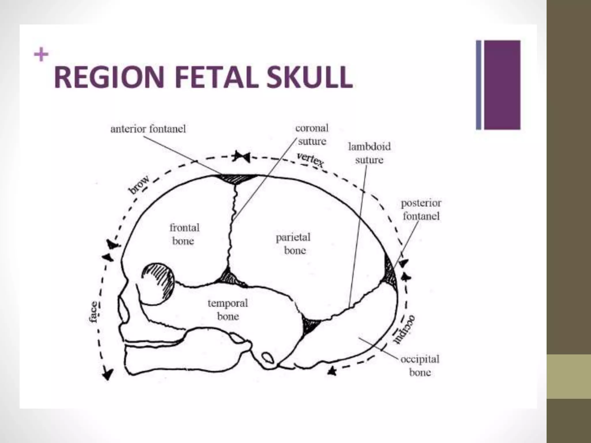 Fetal skull ppt | PPTX