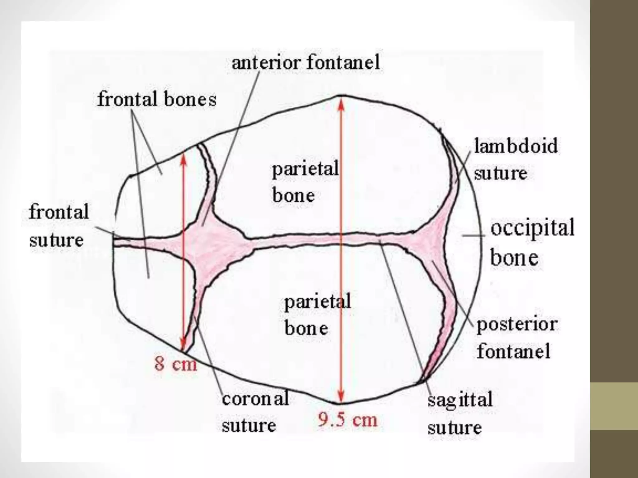 Fetal skull ppt | PPTX