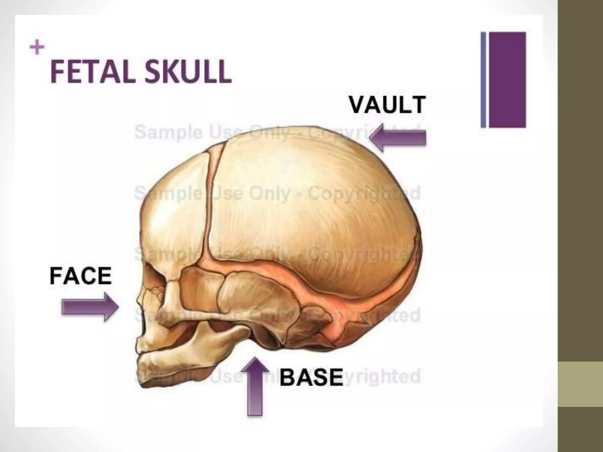Fetal skull ppt | PPTX