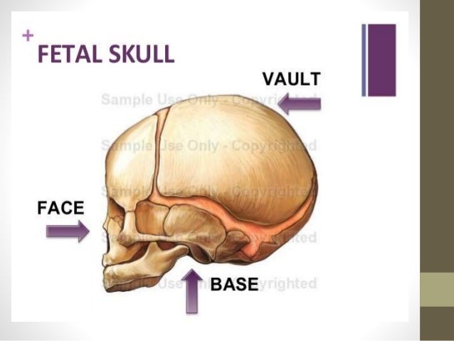 Fetal skull ppt