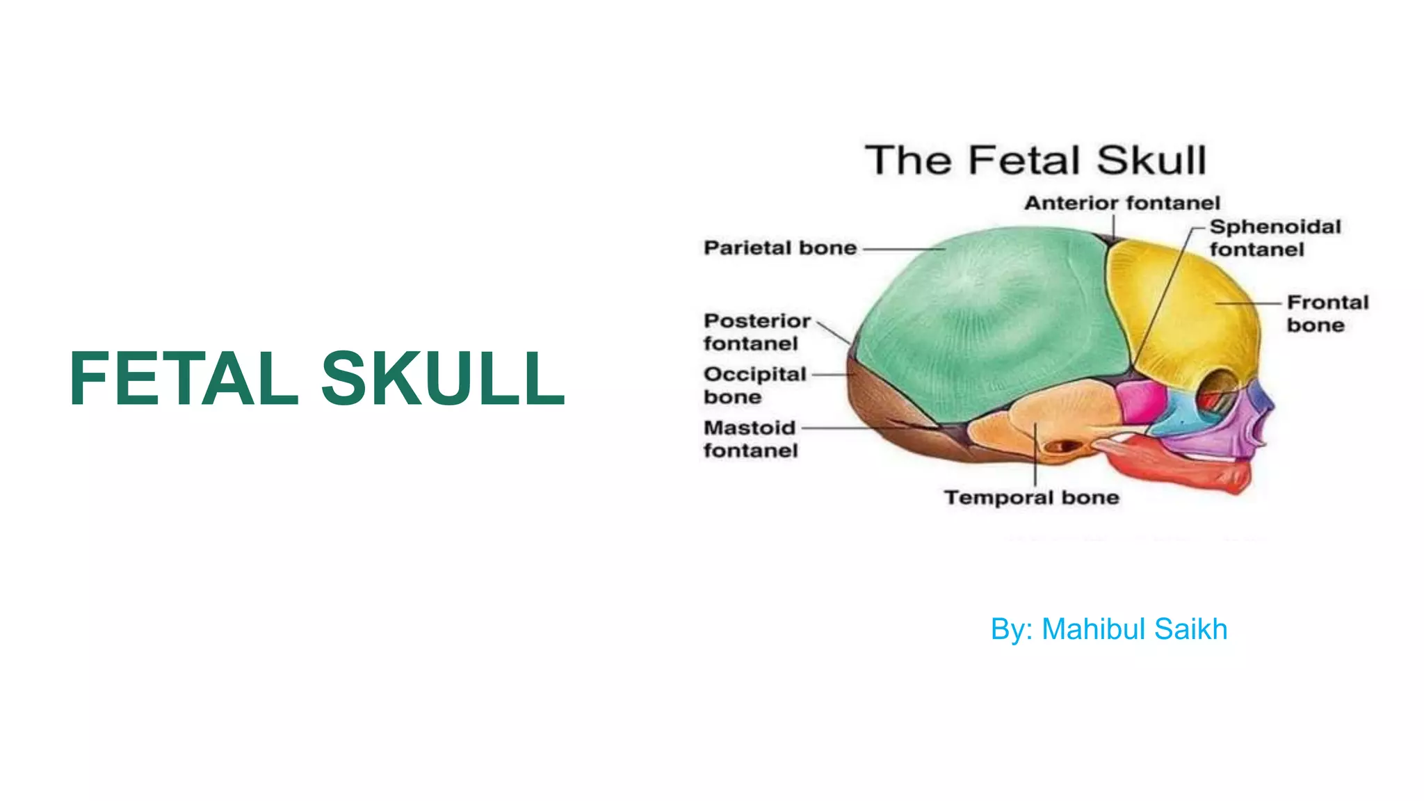 Fetal skull ppt.ppt