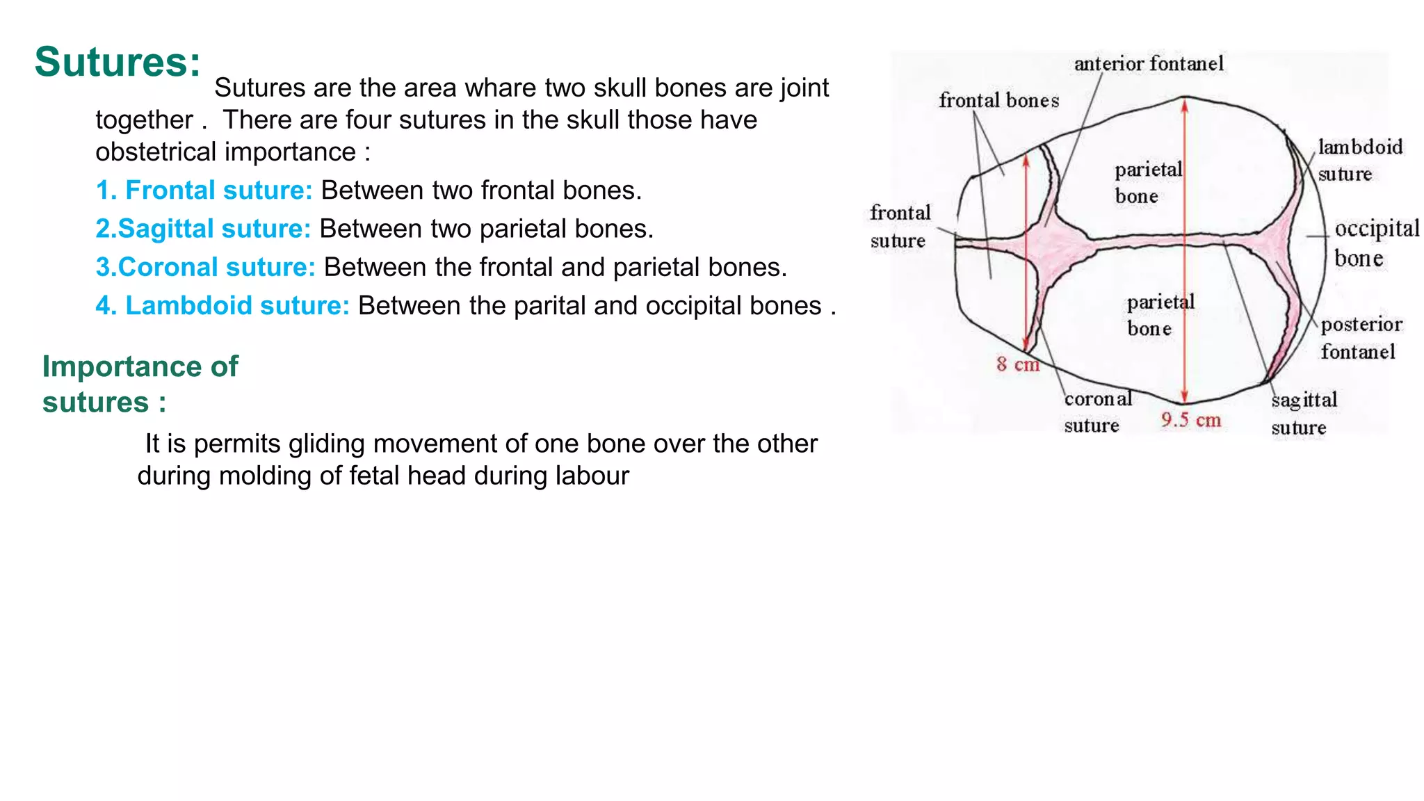 Fetal skull ppt.ppt