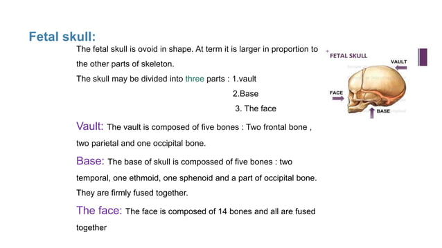 Fetal skull ppt.ppt | Pregnancy | Reproductive Health