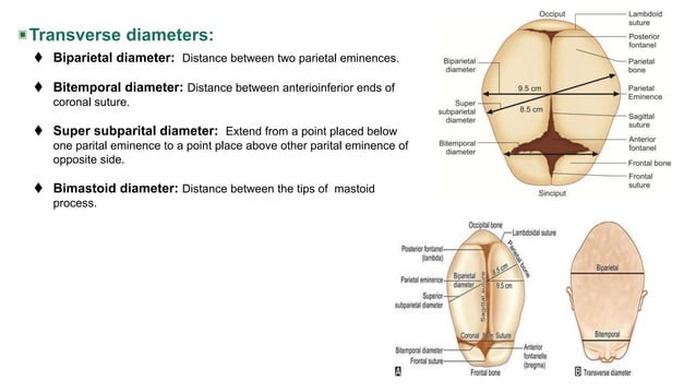 Fetal skull ppt.ppt | Pregnancy | Reproductive Health