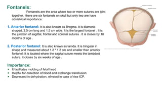 Fetal skull ppt.ppt