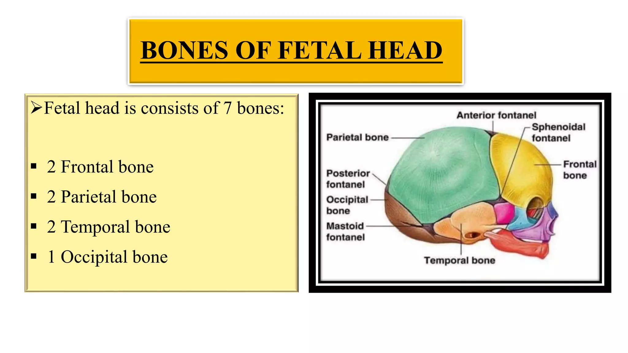 FETAL SKULL PPT .pptx