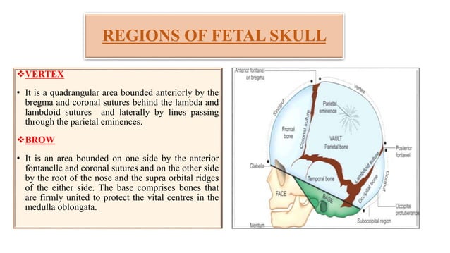 FETAL SKULL PPT .pptx