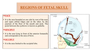 FETAL SKULL PPT .pptx
