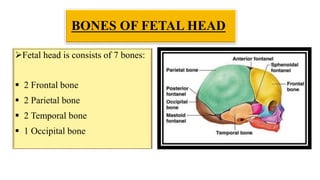 FETAL SKULL PPT .pptx