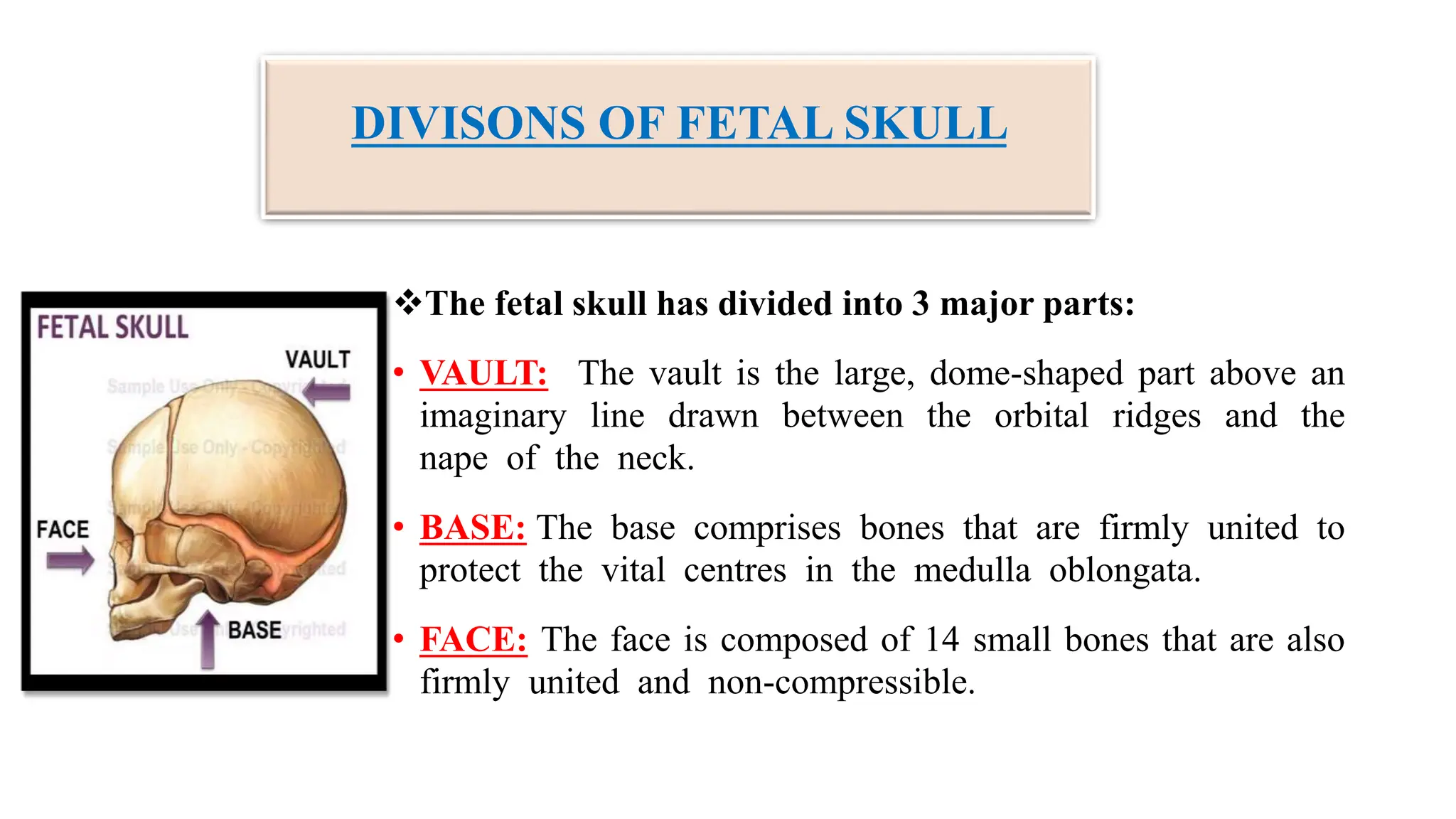 FETAL SKULL PPT (1).pptx