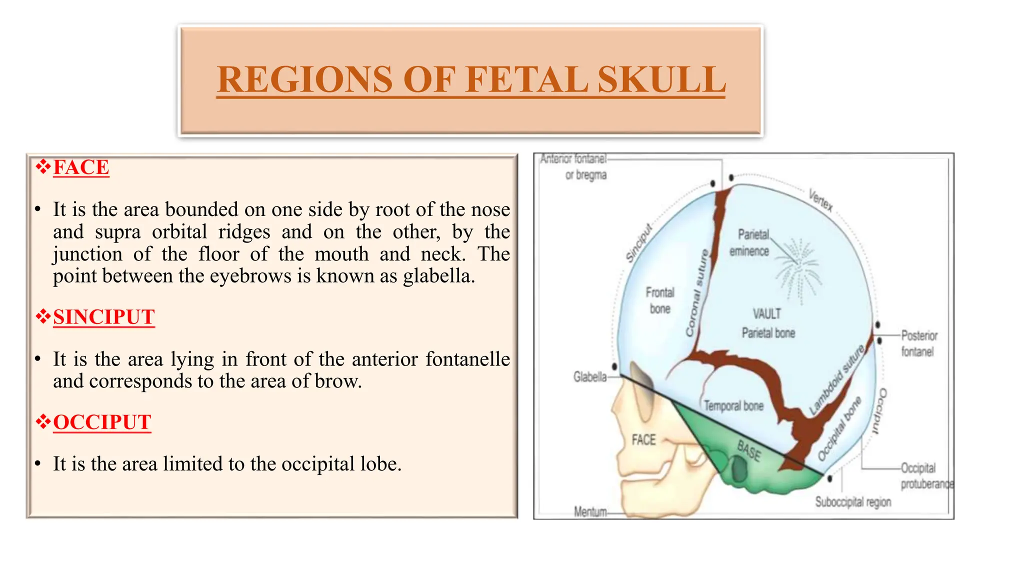 FETAL SKULL PPT (1).pptx | Pregnancy | Reproductive Health