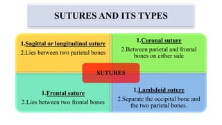 FETAL SKULL PPT (1).pptx