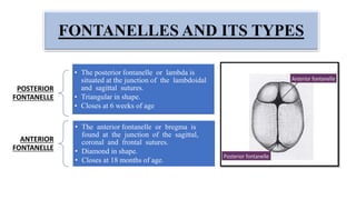 FETAL SKULL PPT (1).pptx