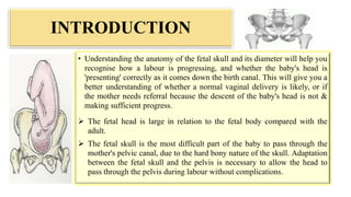FETAL SKULL PPT (1).pptx