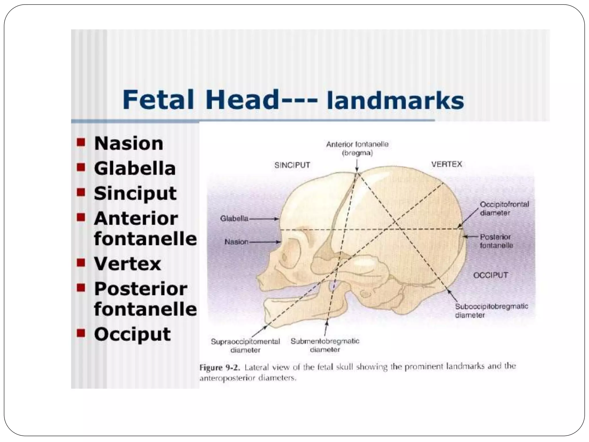 fetal skull ppt workshop obg.pptx