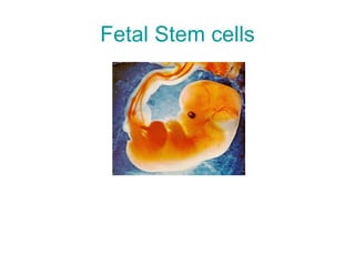 Fetal stem cells | PPT