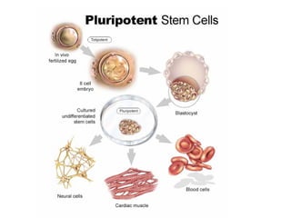 Fetal stem cells | PPT