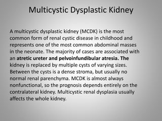 Fetal urogenital usg | PPTX