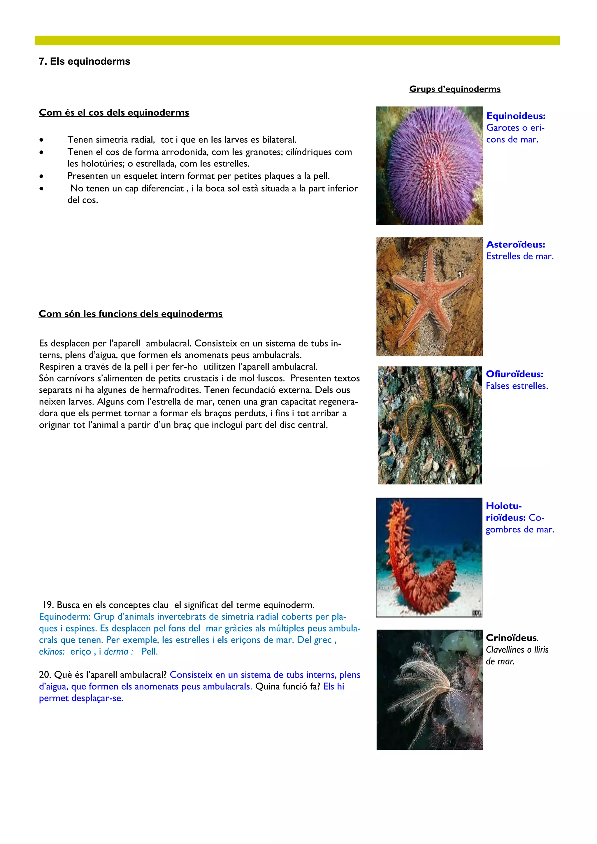 Animals invertebrats | PDF