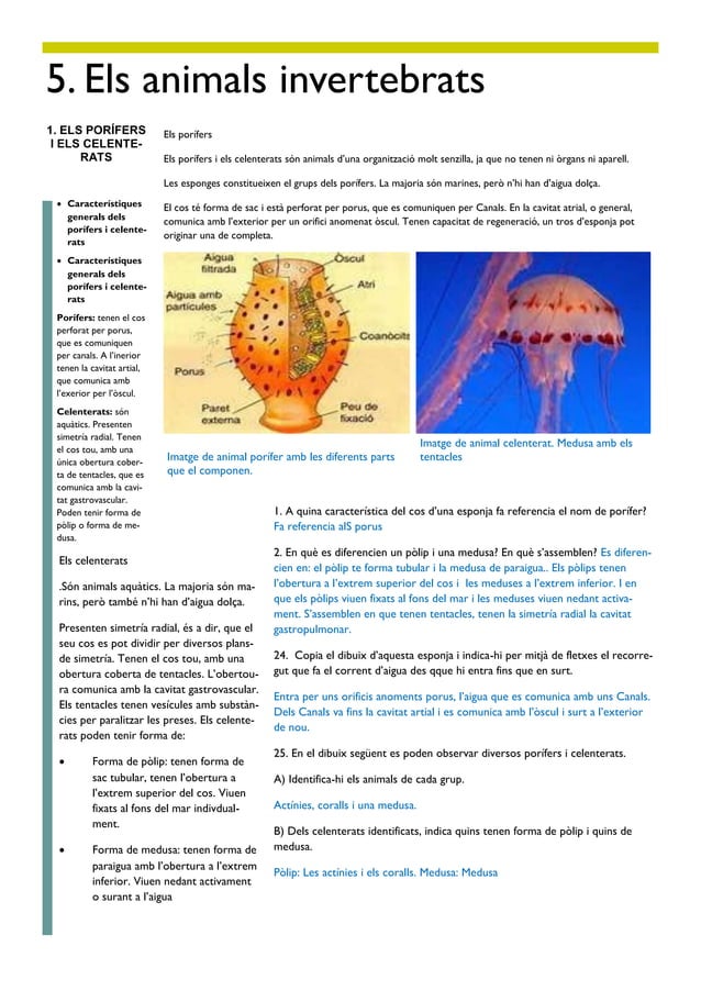 Animals invertebrats | PDF