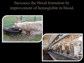 Goat & sheep weight gain | PPTX