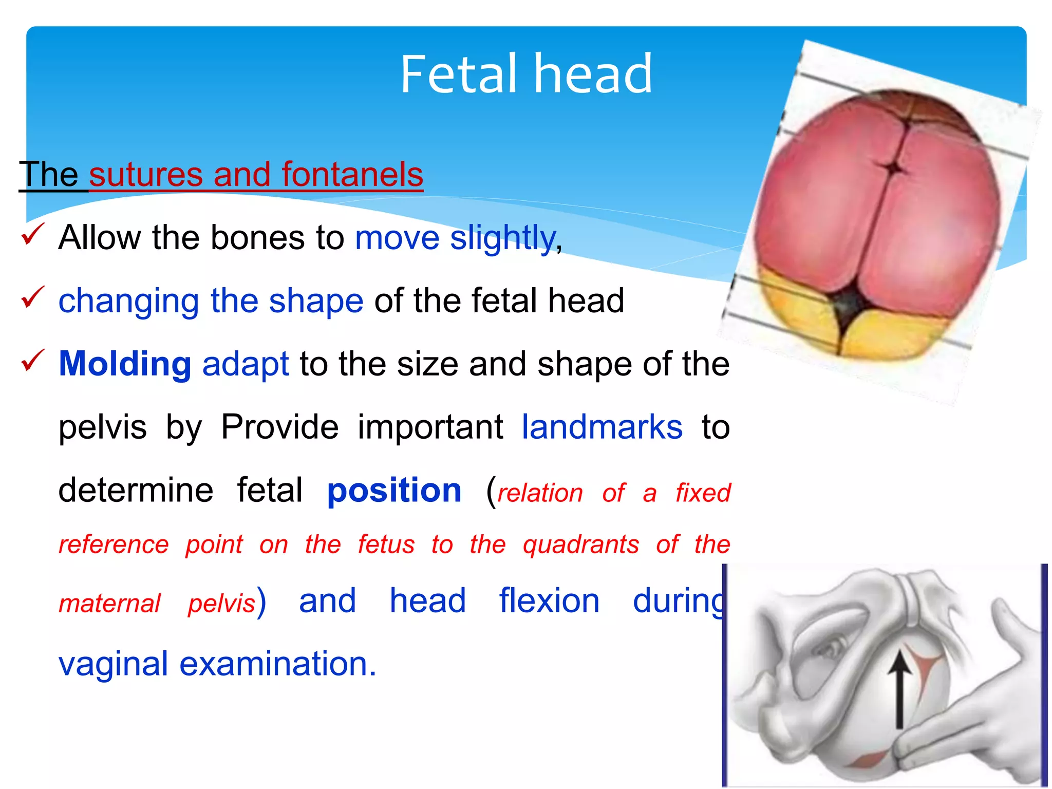 Fetopelvic relationship | PPTX