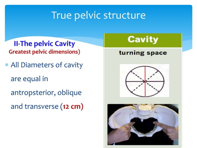 Fetopelvic relationship | PPTX | Pregnancy | Reproductive Health