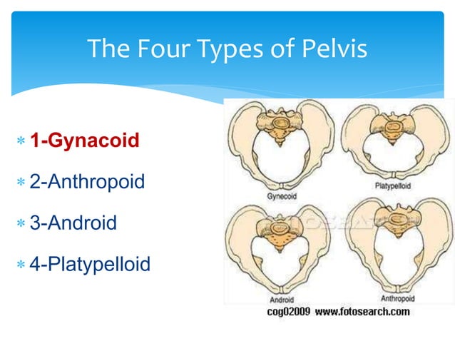 Fetopelvic relationship | PPTX | Pregnancy | Reproductive Health