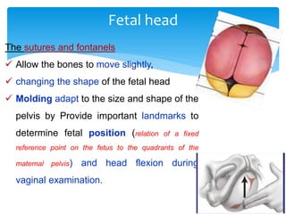 Fetopelvic relationship | PPTX